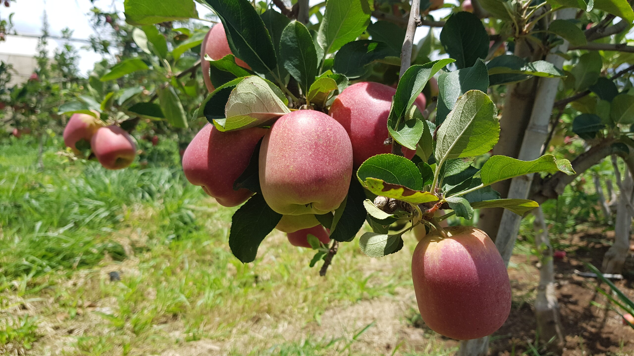 AgroBrasÃ­lia 2022 mostra a produtores potencial da fruticultura na ...